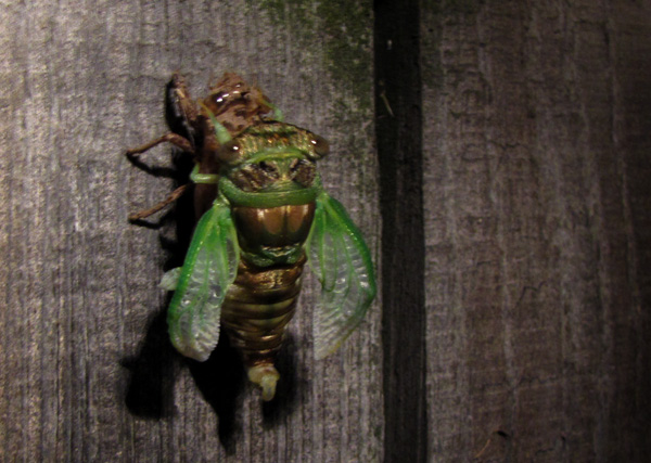 Another Cicada Molt – Rae Spencer
