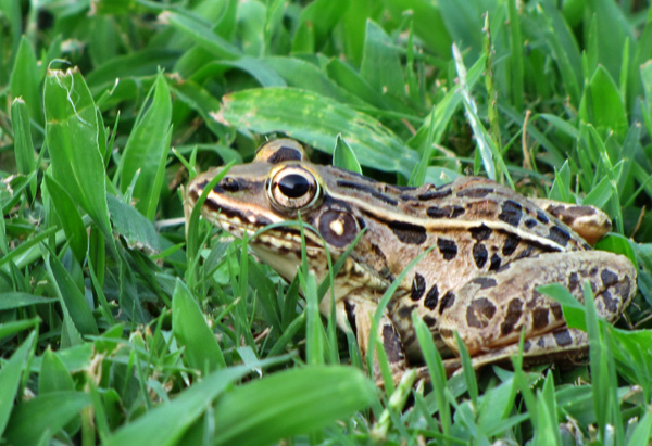 A Leopard Frog and a Blogging Meme – Rae Spencer