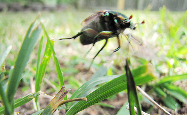 June Bugs in August – Rae Spencer