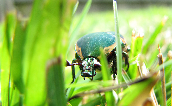 June Bugs in August – Rae Spencer