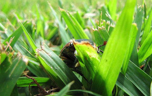 June Bugs in August – Rae Spencer