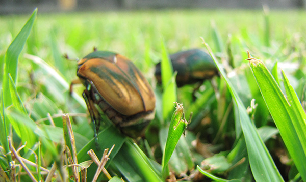 June Bugs in August – Rae Spencer