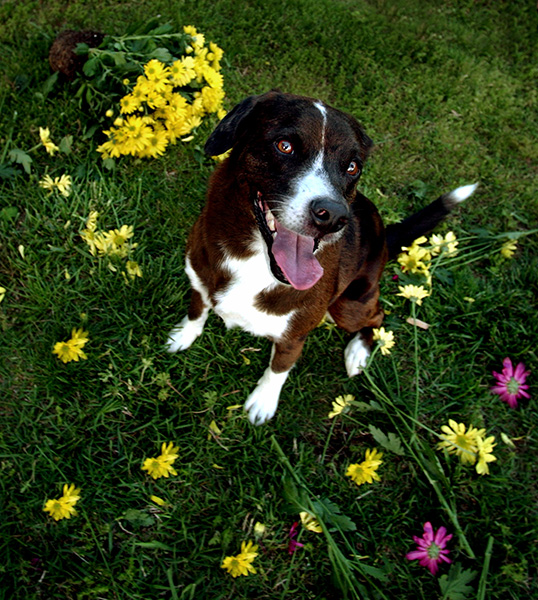 Indigo, 1999-2014 – Rae Spencer