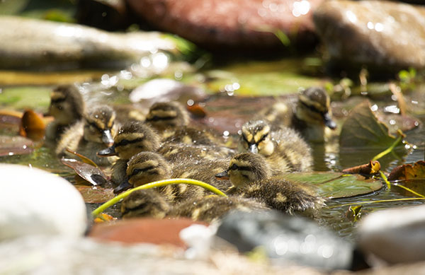 Focusing on Mallards, Part III: Annual Changes in Flight Muscles – Rae ...